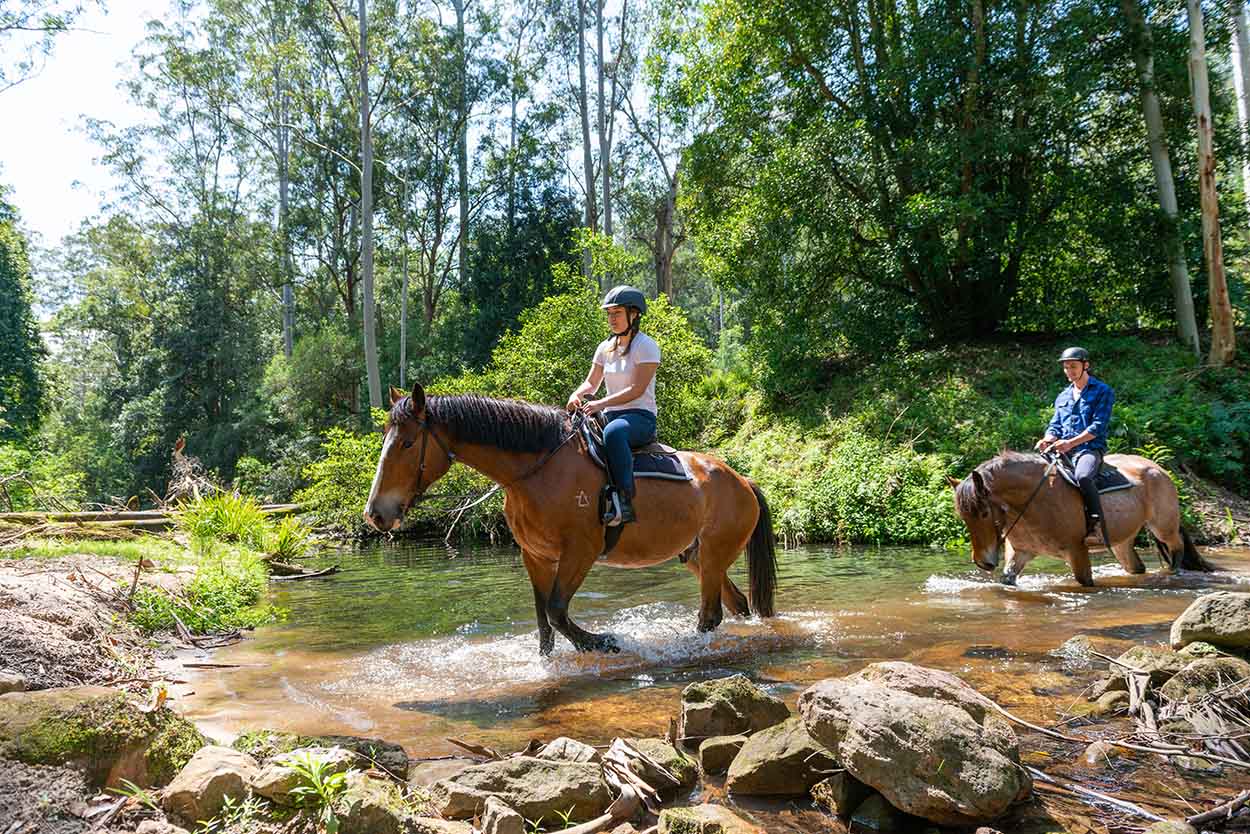 Sydney's Favourite Horse Riding Tour - Glenworth Valley